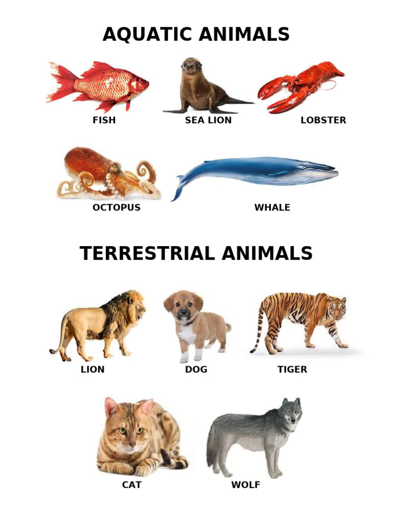AQUATIC and TERRESTRIAL ANIMALS | PDF