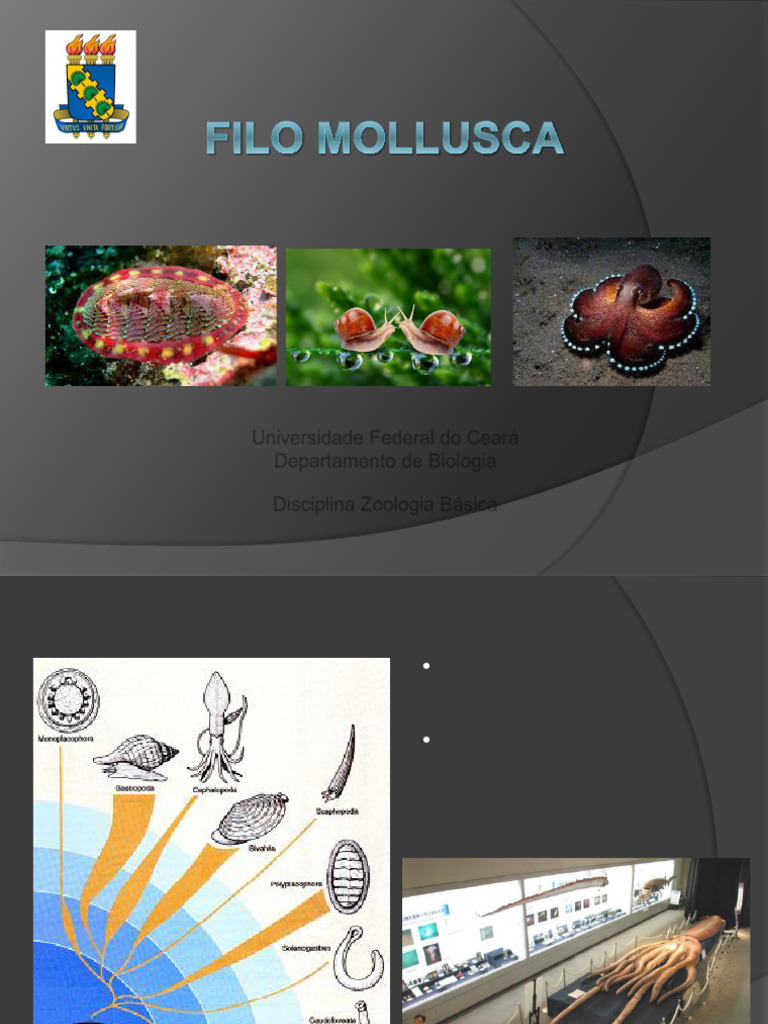 4 Mollusca 2024 | PDF | Moluscos | Bivalvia
