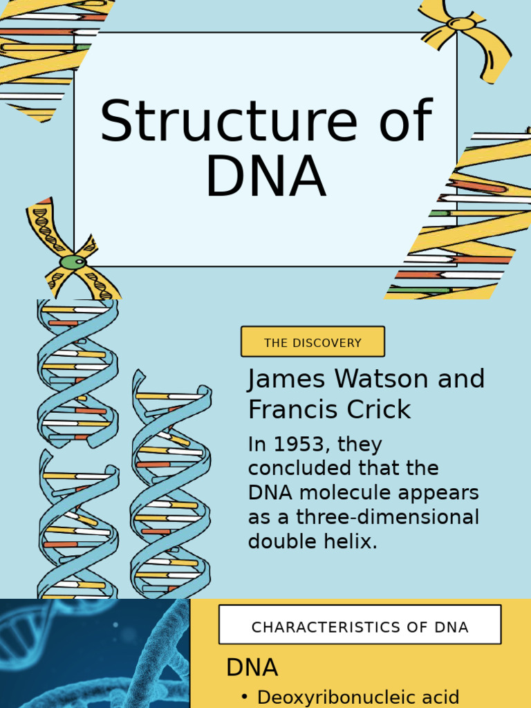 Structure of DNA | PDF