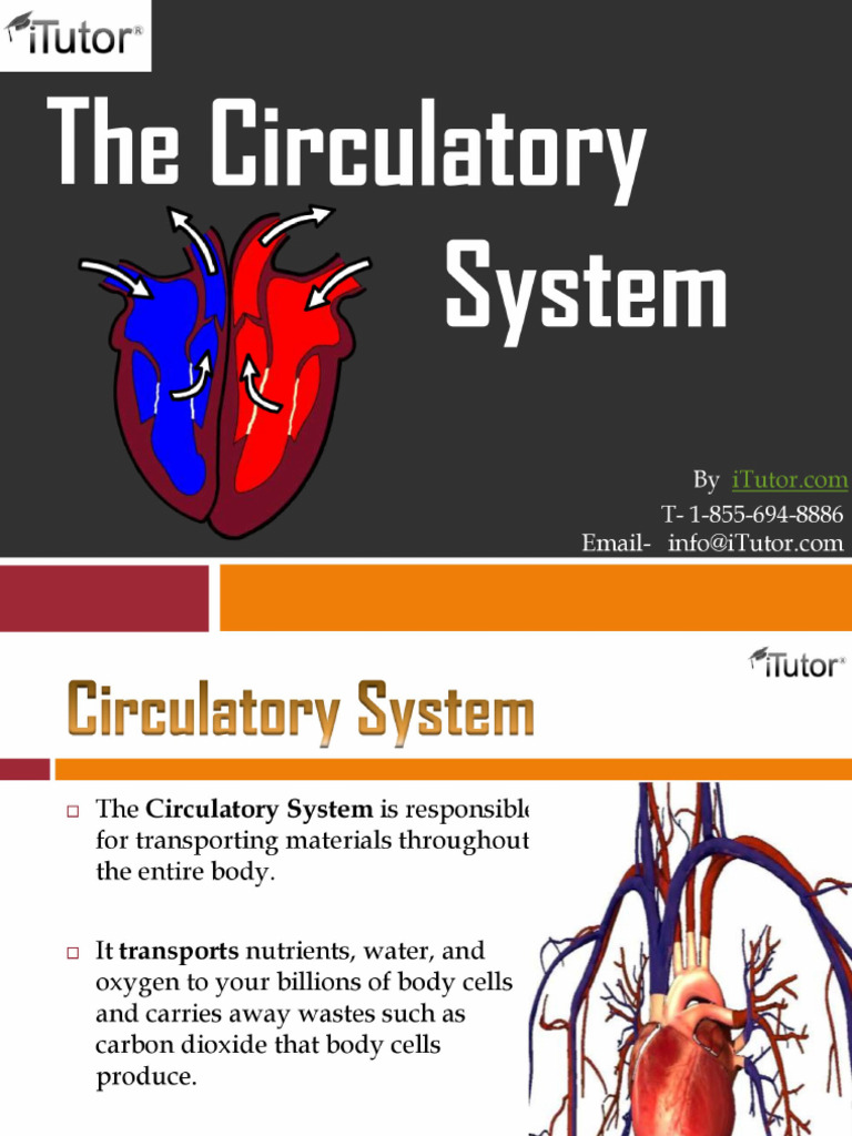 Circulatory System-Parts and Function | PDF