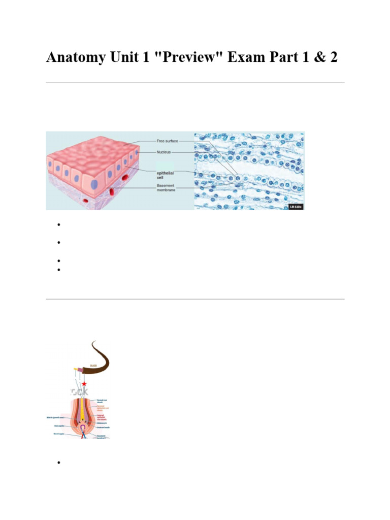 Anatomy Unit 1 Preview Exam Part 1 & 2 | PDF | Epithelium | Bone