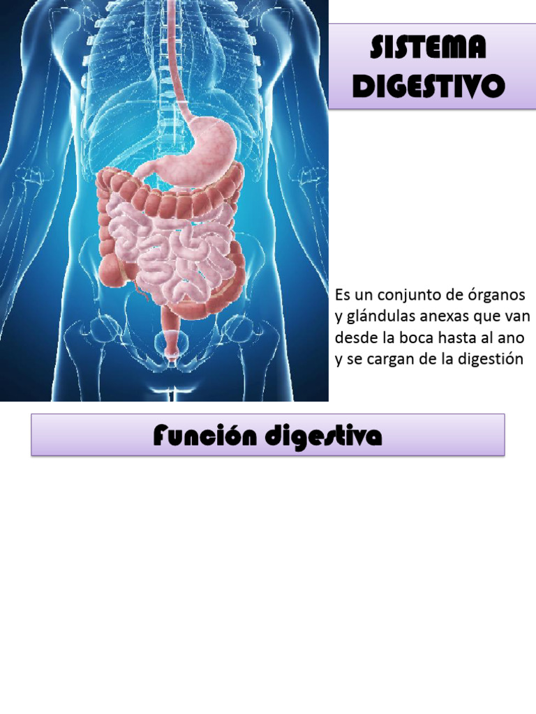 Sistema Digestivo 2024 2C | PDF | Hígado | Digestión