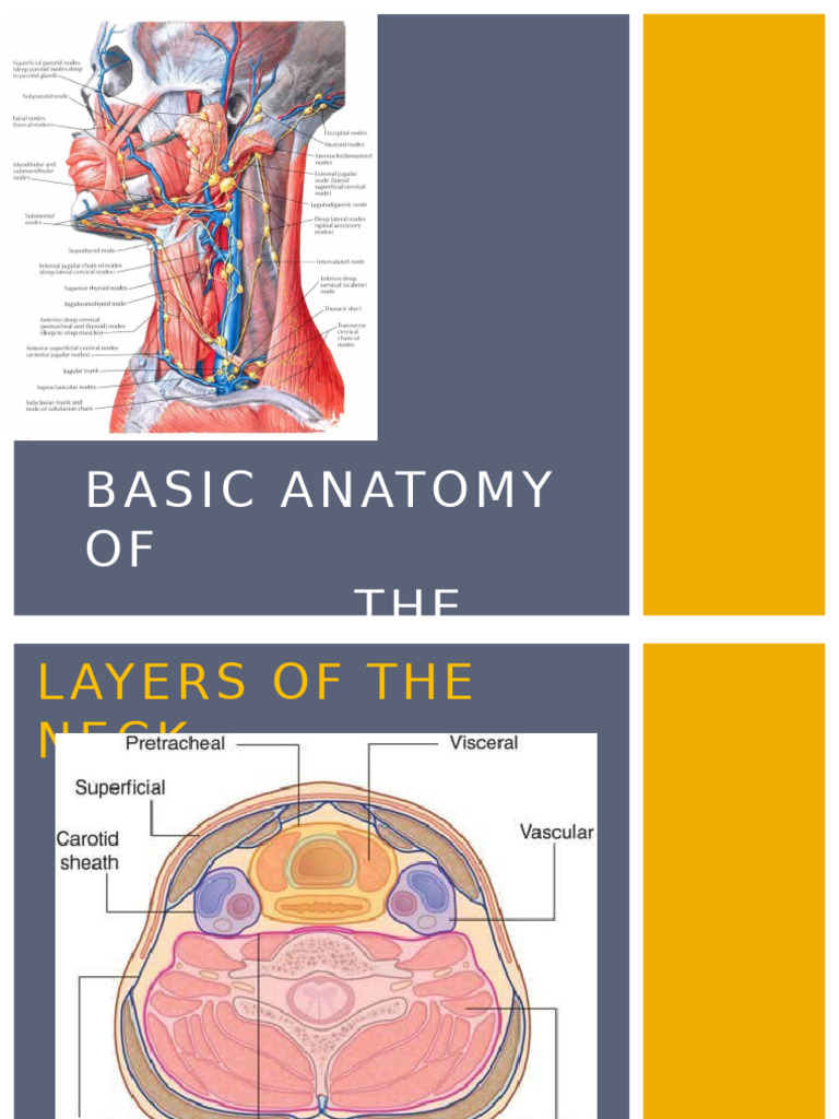 Anatomi Leher - Ahmad Setyadi | PDF | Human Anatomy | Human Head And Neck