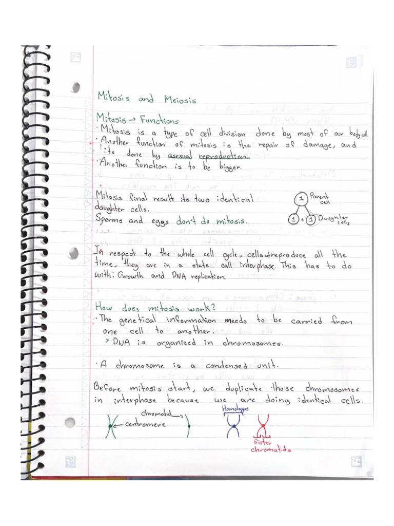 Mitosis and Meiosis | PDF