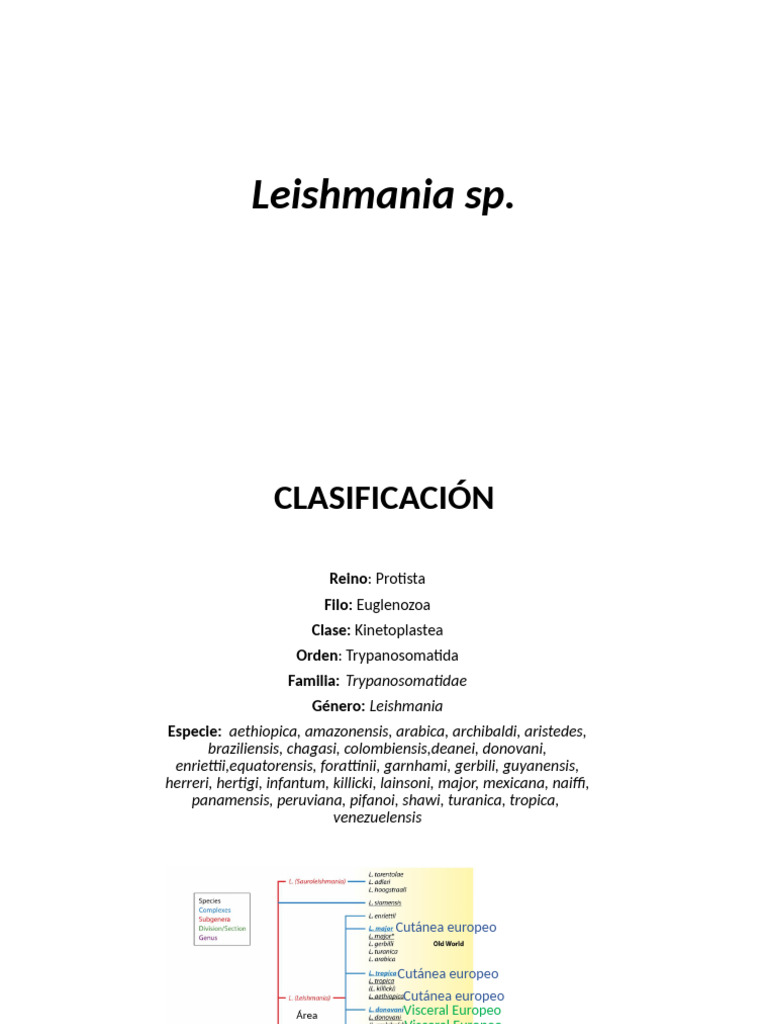 Leishmania: Clasificación y Patologías | PDF | Enfermedades y ...