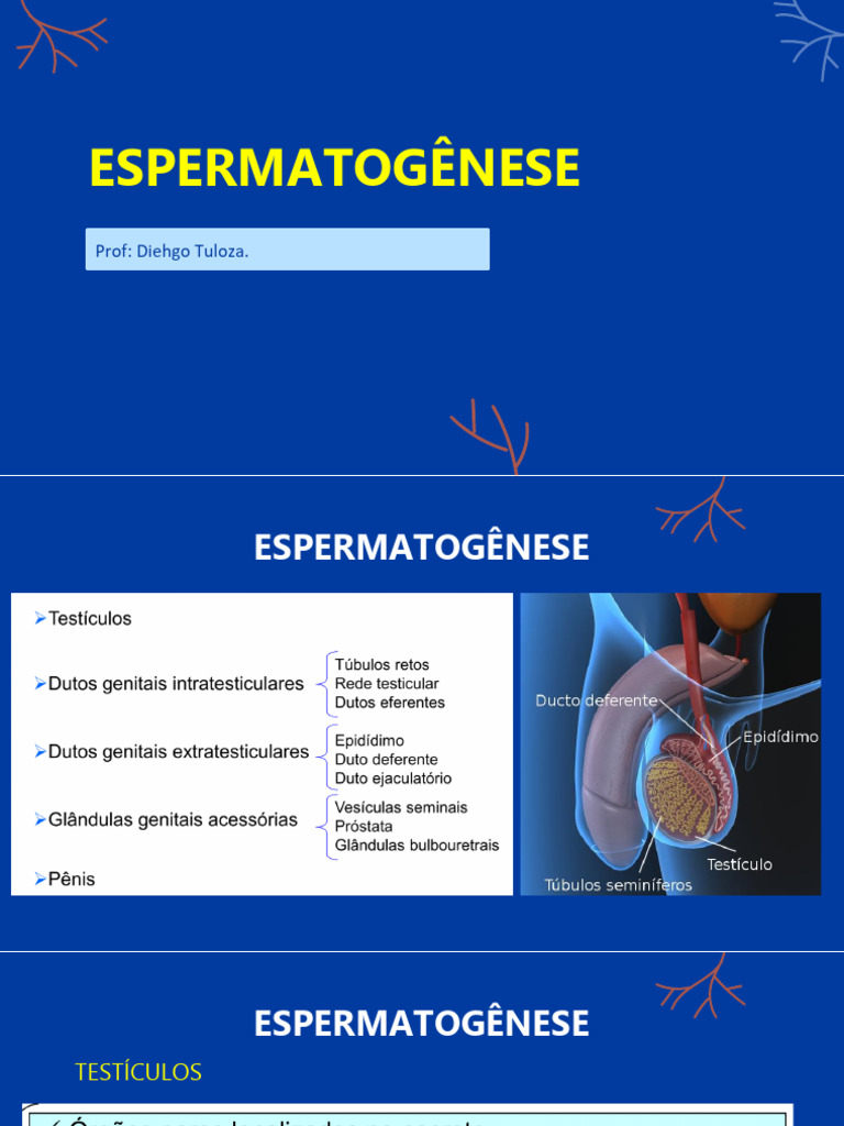 Espermatogênese e Ovogênese Explicadas | PDF | Ovário | Processos ...