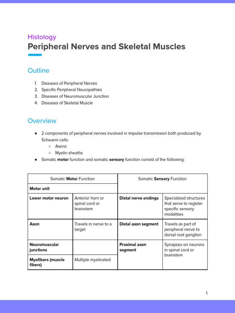 Histology-Peripheral Nerves and Skeletal Muscles | PDF | Axon | Nerve