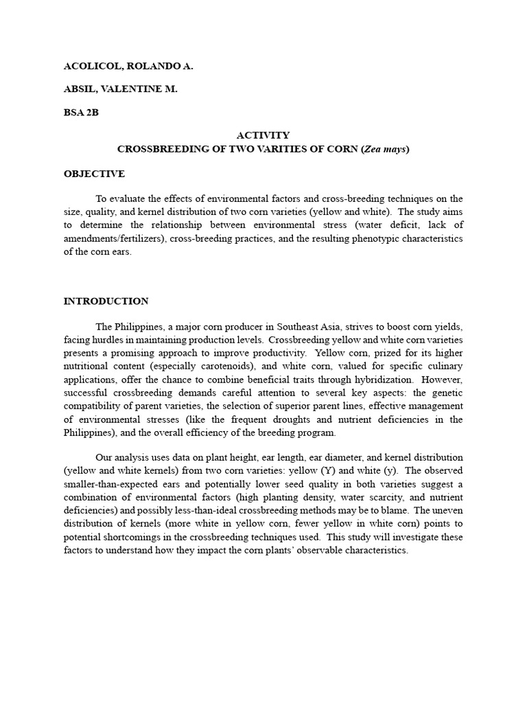 Crossbreeding Yellow and White Corn | PDF | Maize | Dominance (Genetics)