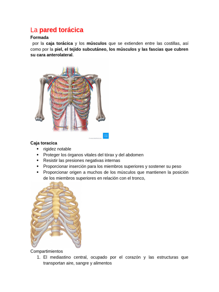 La Pared Torácica | PDF | Tórax | Articulación