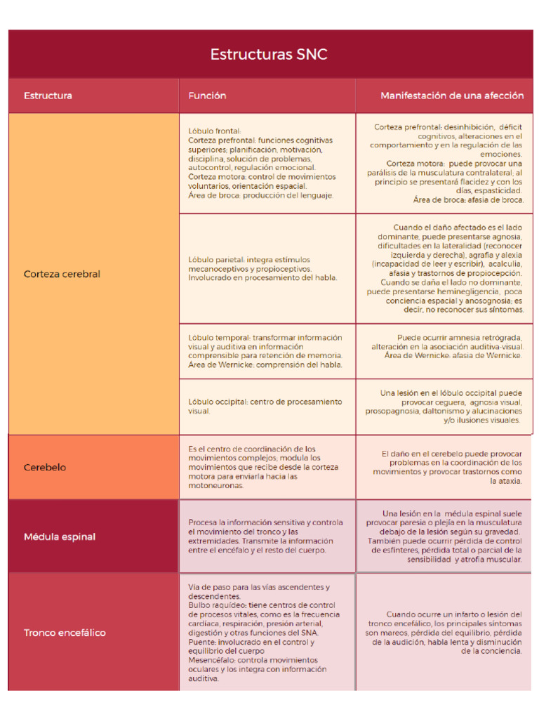 Tabla SNC Neuro | PDF