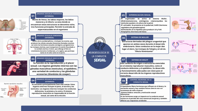Neurobiologia de La Conducta Sexual | PDF | Sistema reproductivo ...
