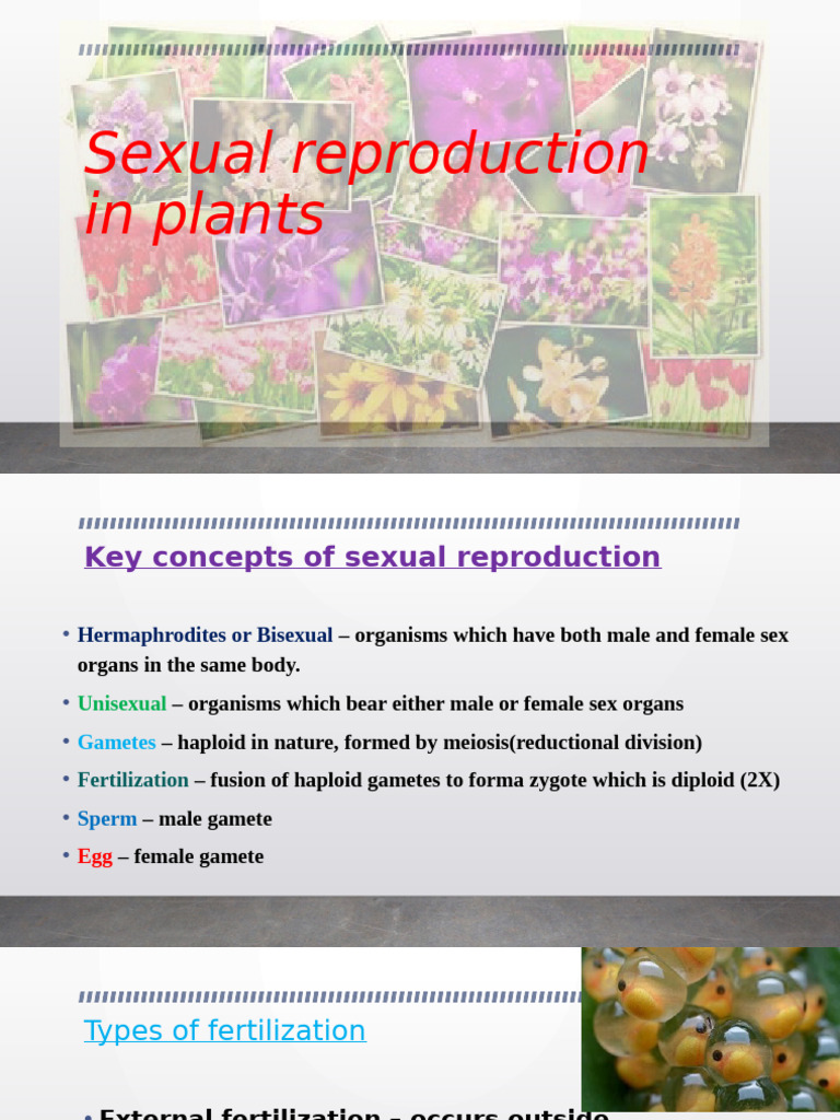 Sexual Reproduction in Plants | PDF | Flowers | Sexual Reproduction