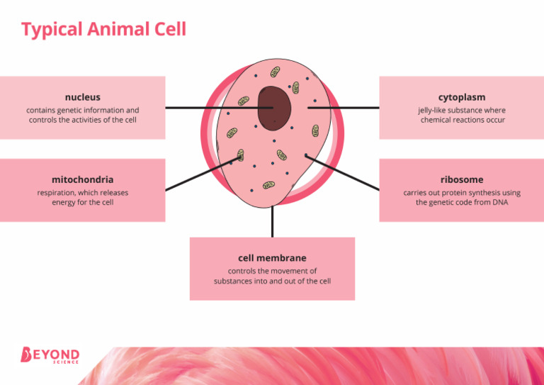 Typical Animal Cell Poster A4 | PDF