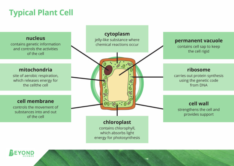 Typical Plant Cell Poster A4 | PDF