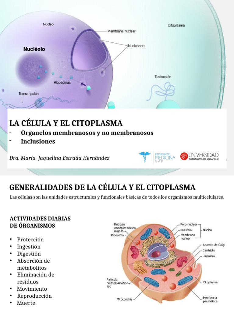 La Célula y El Citoplasma | PDF | Citoplasma | Membrana celular