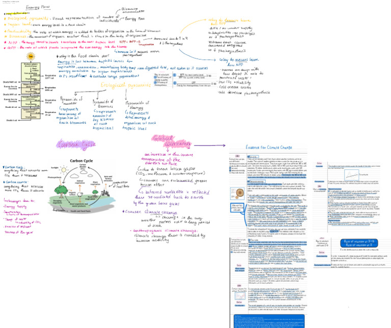 Energy Flow + Carbon Cycle | PDF