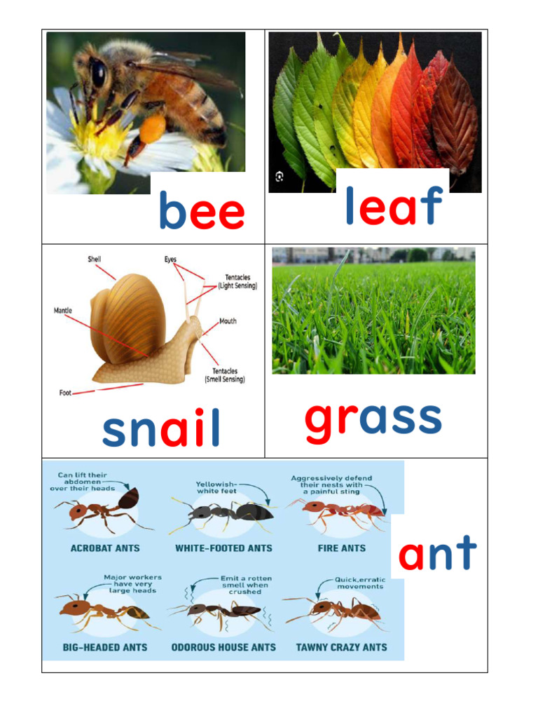 22 Spelling Words: Bee, Leaf, Snail, Ant | PDF