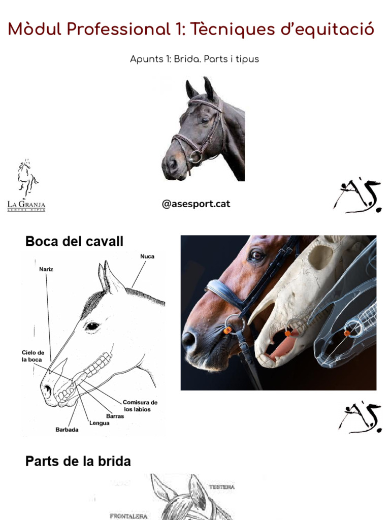Brida. Parts I Tipus | PDF