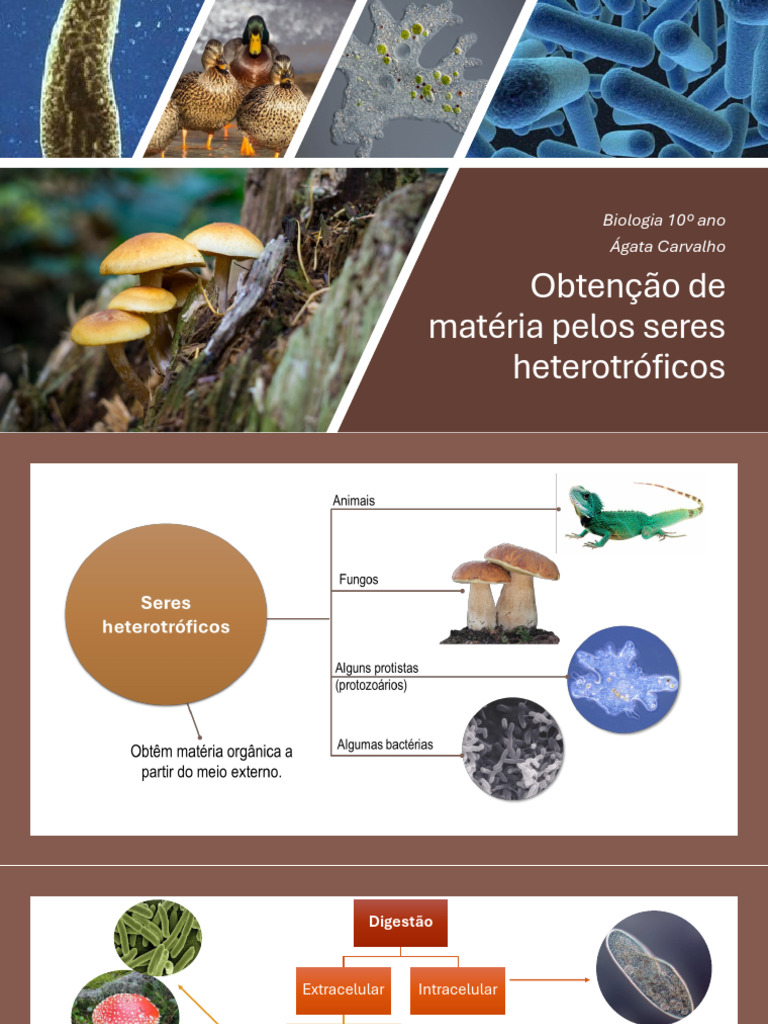 Obtenção de Matéria em Seres Heterotróficos | PDF | Lisossoma | Digestão