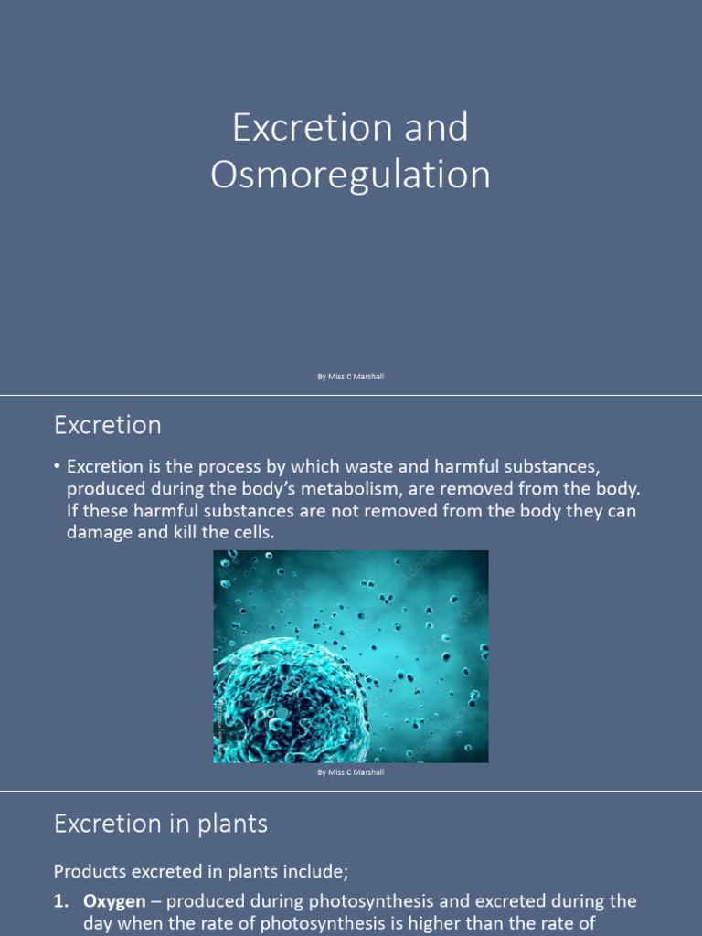 Excretion and Osmoregulation | PDF | Kidney | Physiology