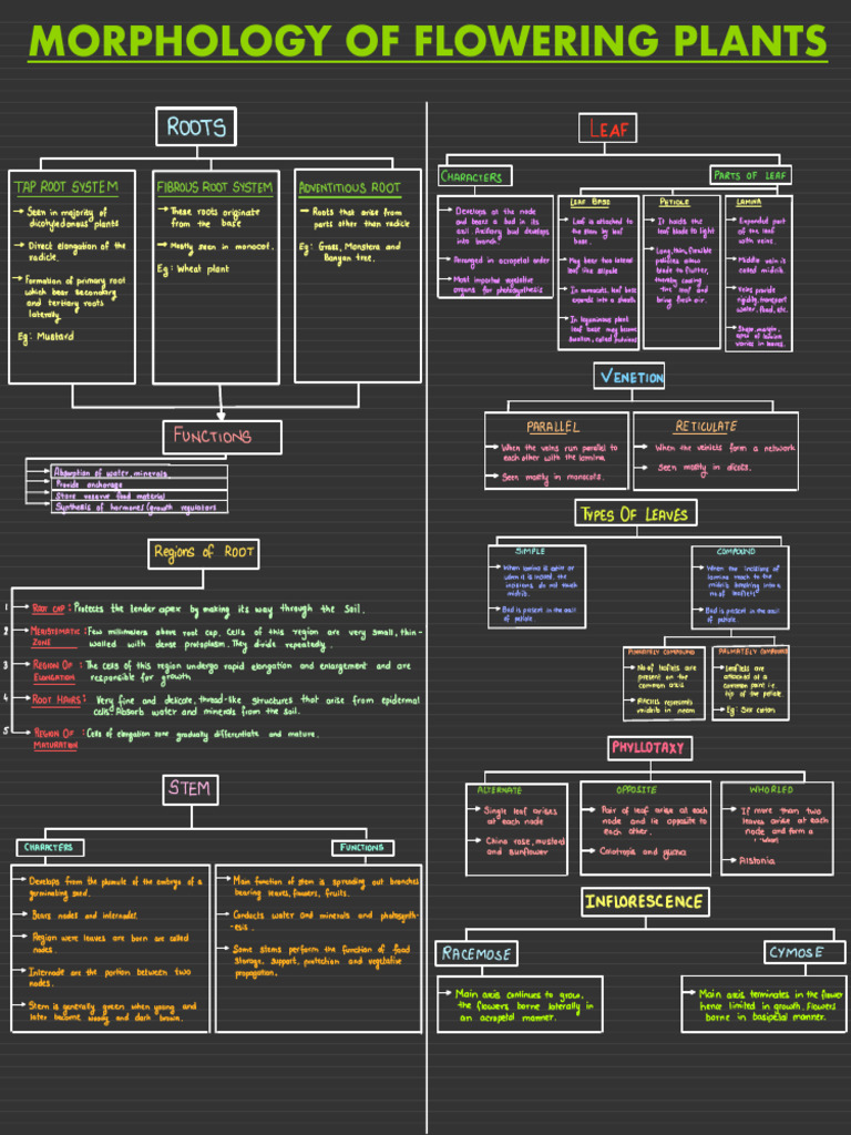 Flowering Plant Morphology Guide | PDF