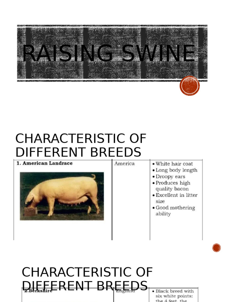 Swine Breeding and Training Guide | PDF