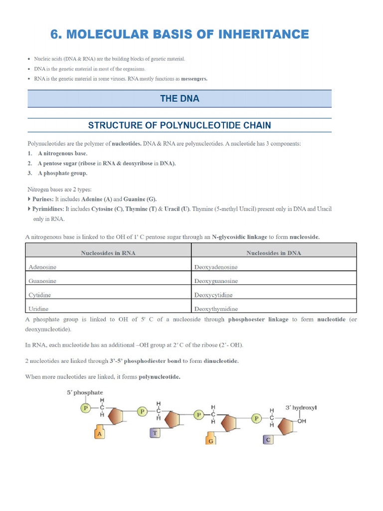 Molecular Basis of Inheritance Notes | PDF