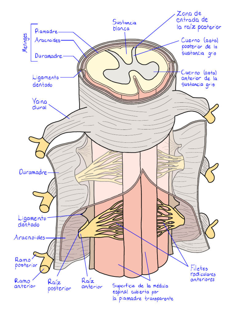 Médula Espinal | PDF