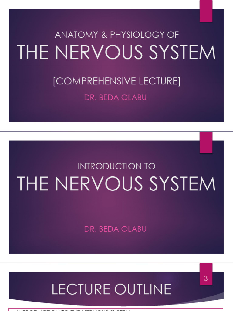 Anatomy of The Nervous System PDF | PDF | Central Nervous System ...