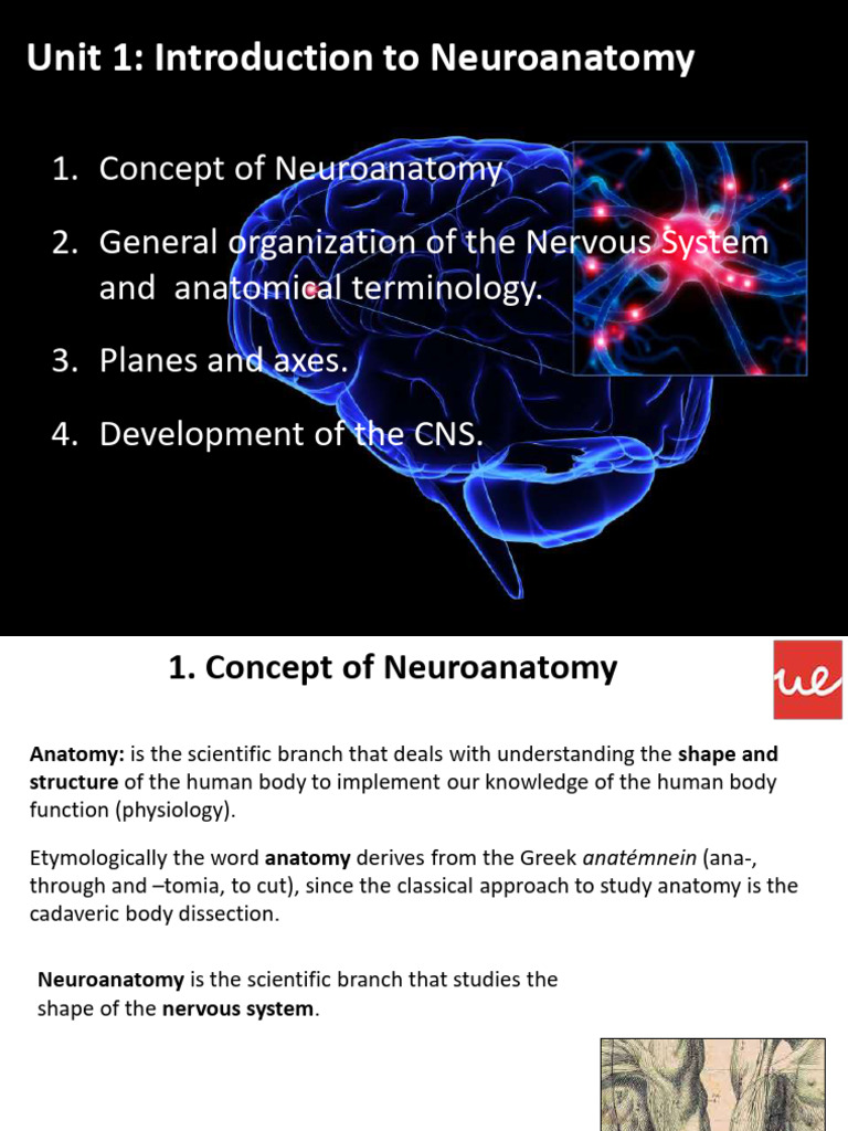 Introduction To Neuroanatomy | PDF | Cerebrum | Central Nervous System