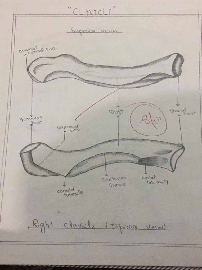 Anatomy Practicals 2nd Sem (By Akhter) | PDF