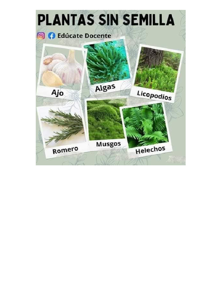 Plantas Con Semilla y Sin Semilla | PDF