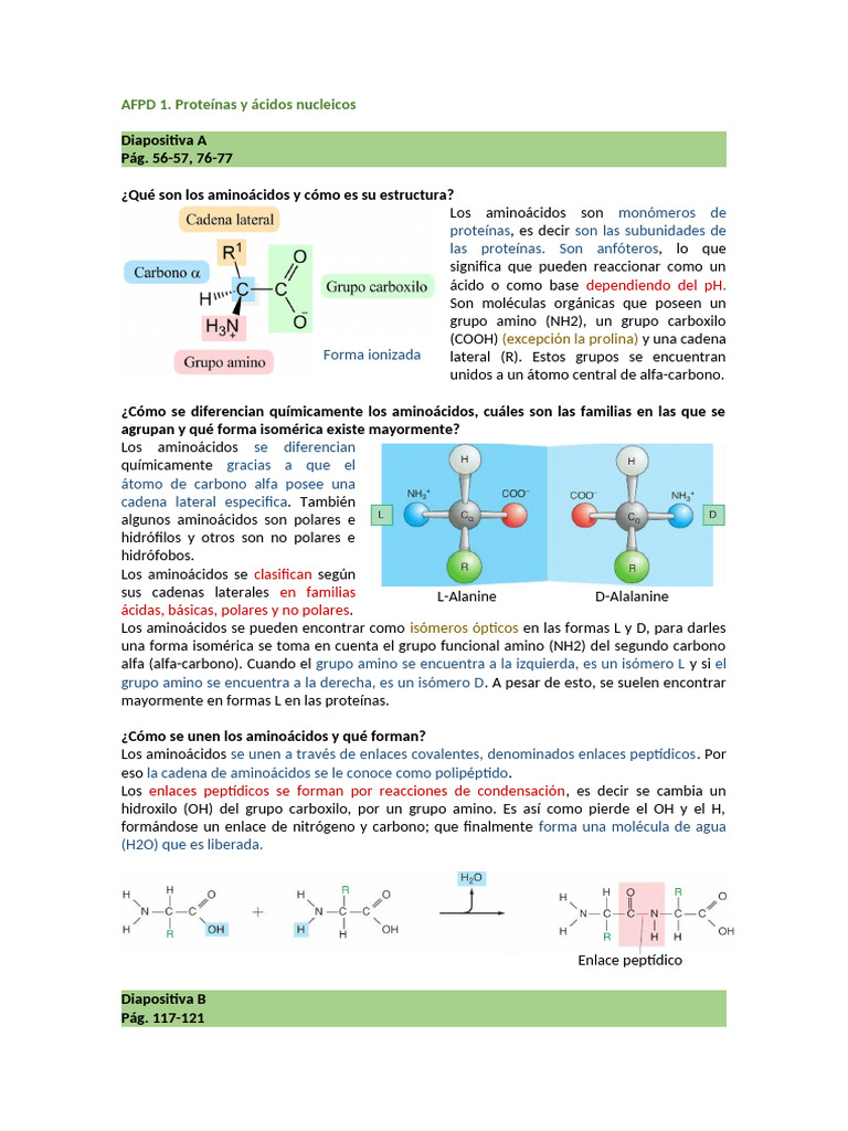 AFPD1 Proteinas y Acidos Nucleicos 2022 I Preguntas Guía | PDF | Rna | Adn