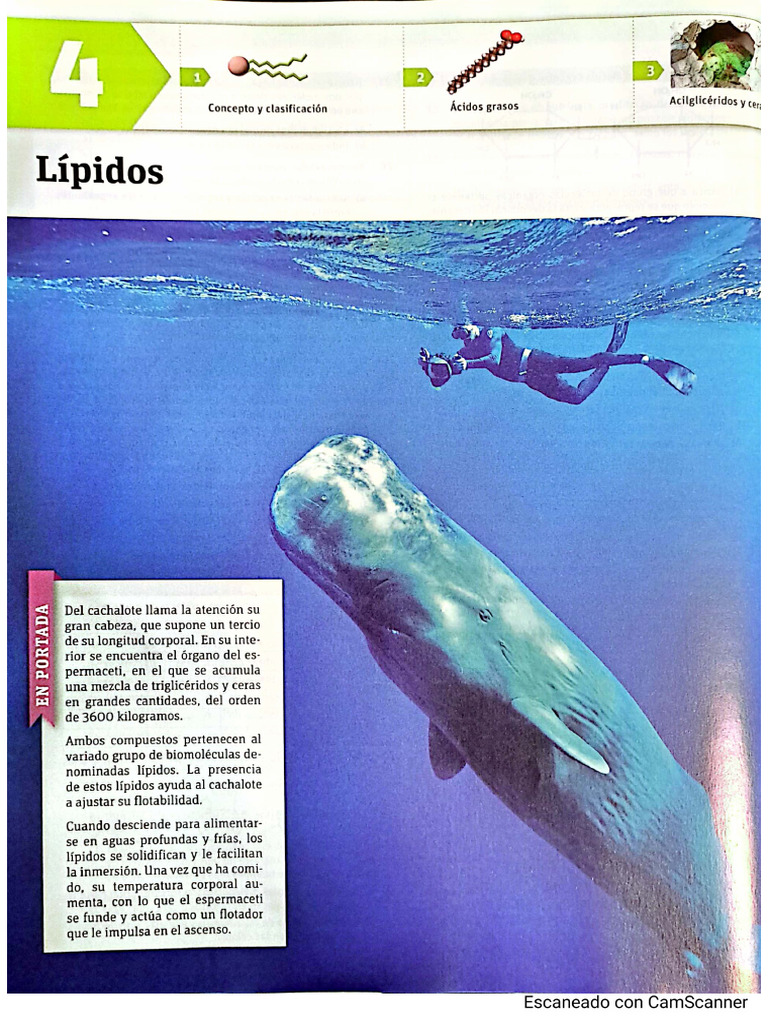 Tema 3 - Lípidos | PDF