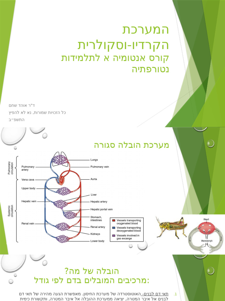 Anatomy of the Transportation System in Hebrew Presentation | PDF