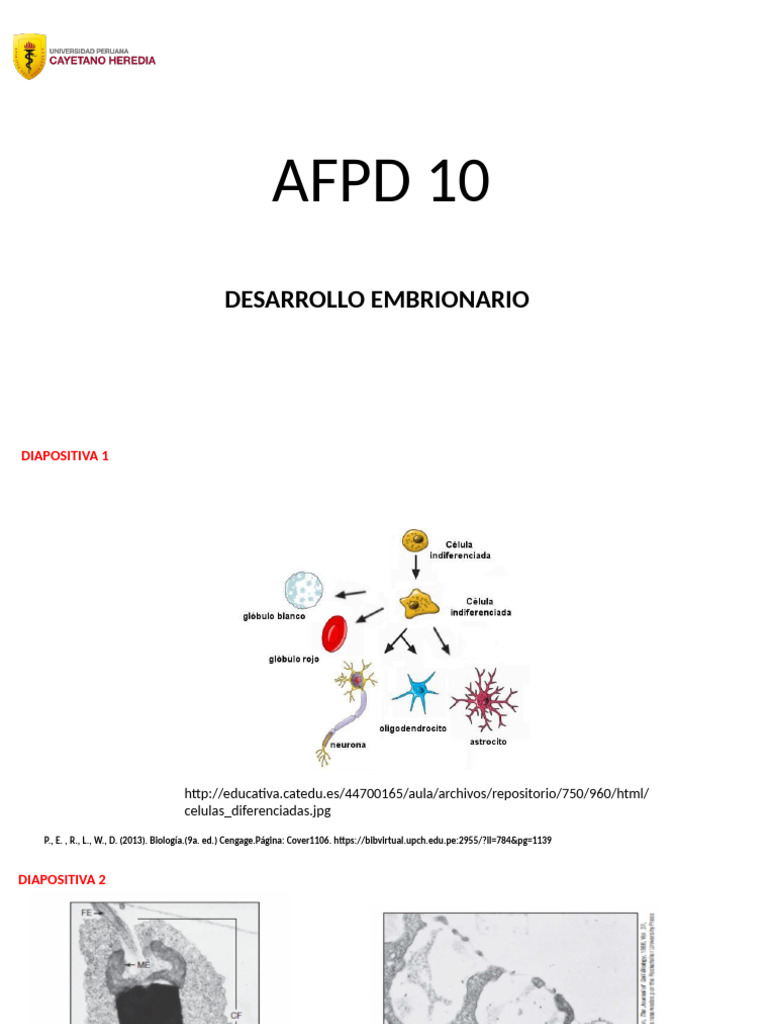AFPD 10. Desarrollo Embrionario | PDF