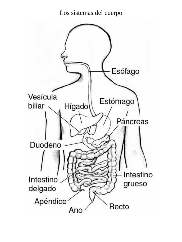 Los Sistemas Del Cuerpo | PDF