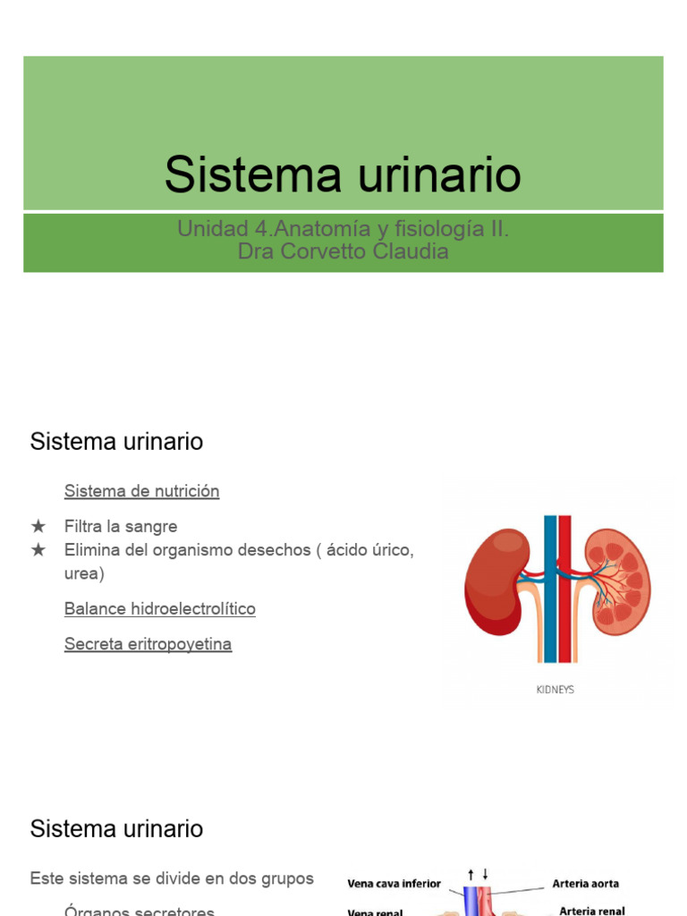 Sistema Urinario | PDF | Sistema urinario | Riñón