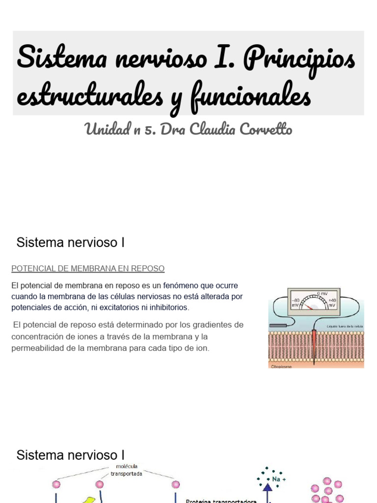 Sistema Nervioso I. Principios Estructurales y Funcionales | PDF | Sinapsis | Sistema nervioso ...