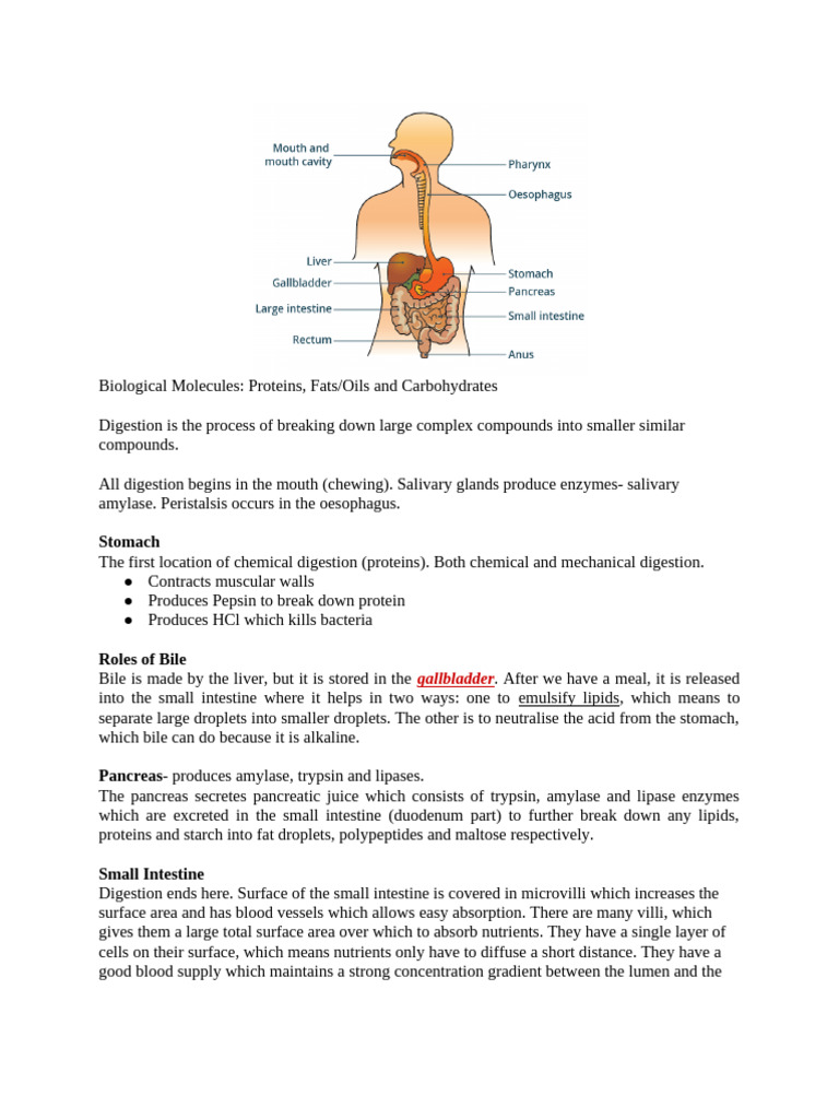 CSEC Digestive System Notes | PDF