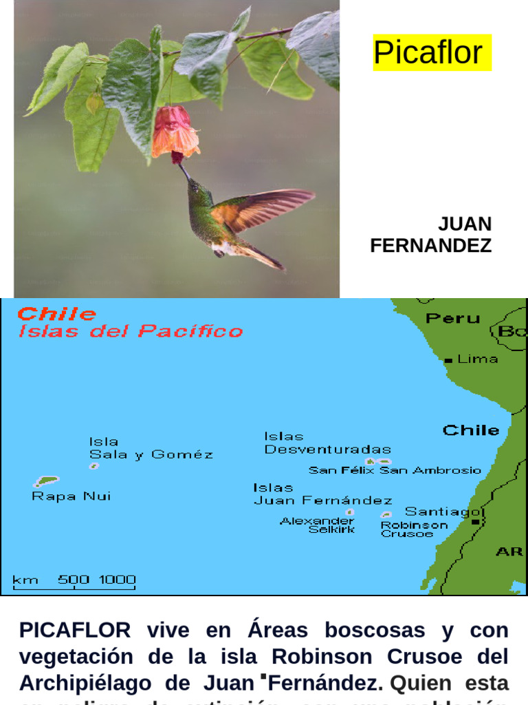 Picaflor en Peligro de Extinción | PDF