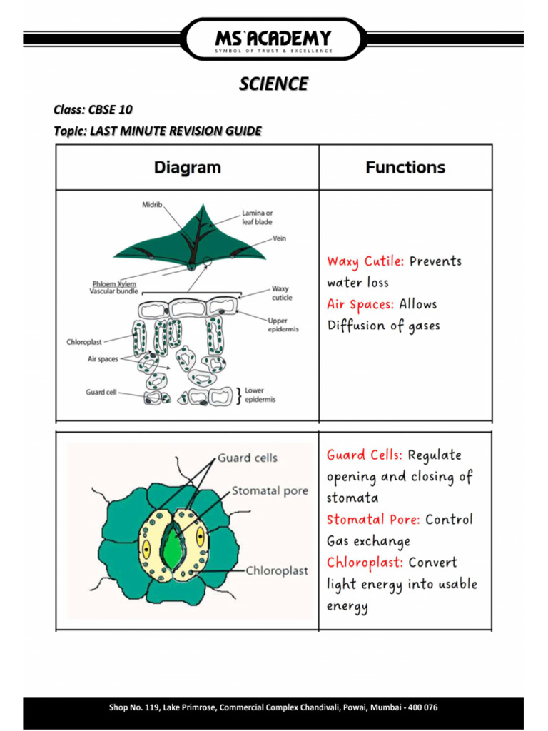 CBSE 10 Important Diagrams | PDF