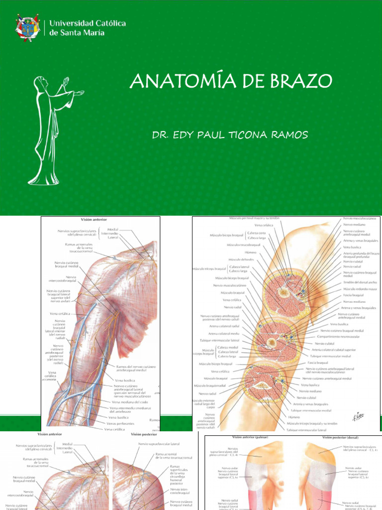 Anatomía del Brazo y Antebrazo | PDF