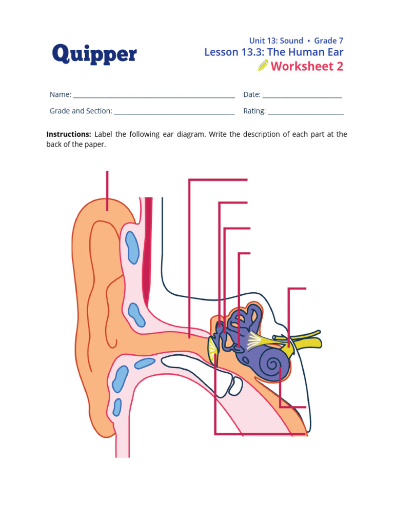 Human Ear Diagram Worksheet Grade 7 | PDF