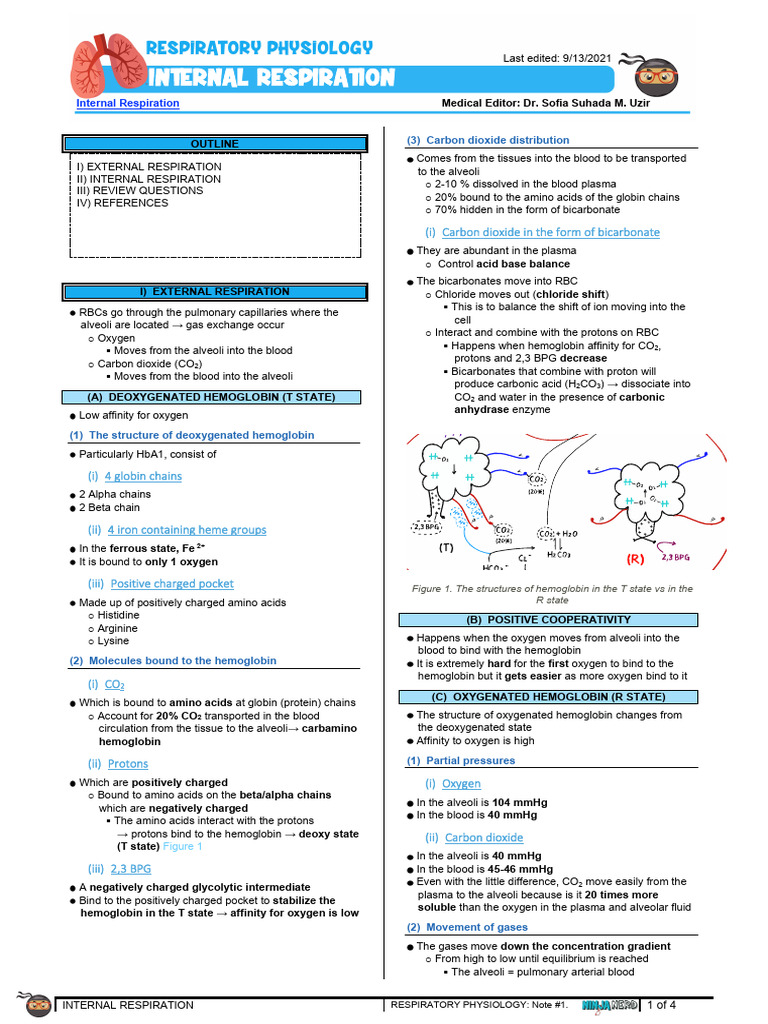 Internal vs External Respiration Explained | PDF | Hemoglobin | Blood