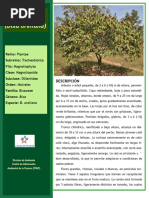 El Mamon en Venezuela | PDF | Alimentos | Plantas comestibles
