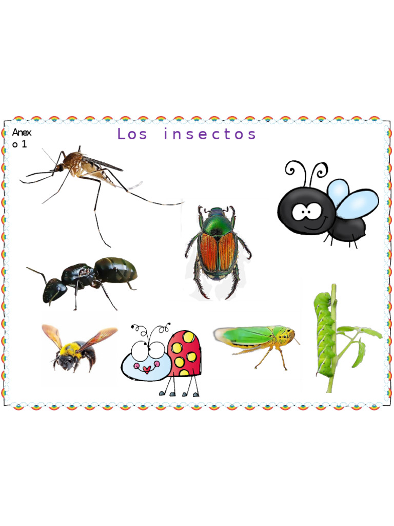 Actividades de Insectos para Niños | PDF