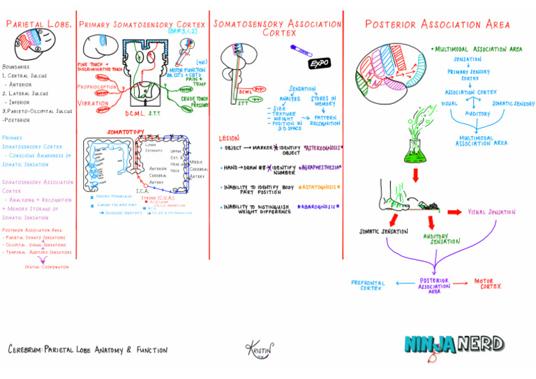 Brain Cerebrum Parietal Lobe Anatomy Function Atf | PDF