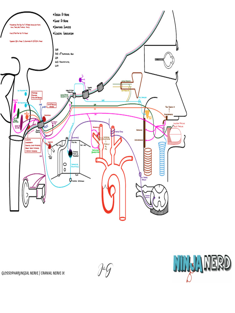 Nervo Glossofaríngeo: Nervo Craniano IX | PDF