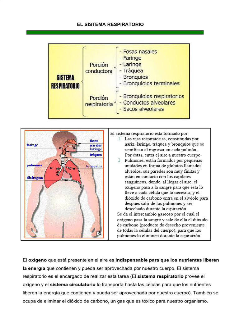 Partes y Funciones del Sistema Respiratorio | PDF | Respiración ...